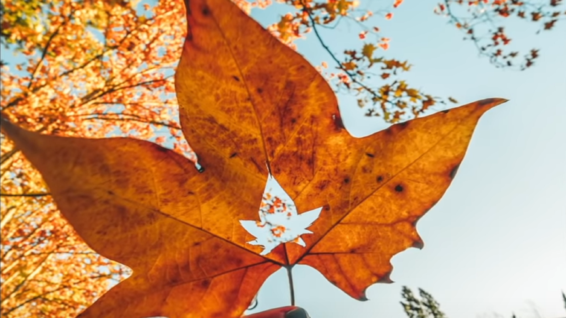 Fall Photoshoot Ideas for Models - FotoProfy