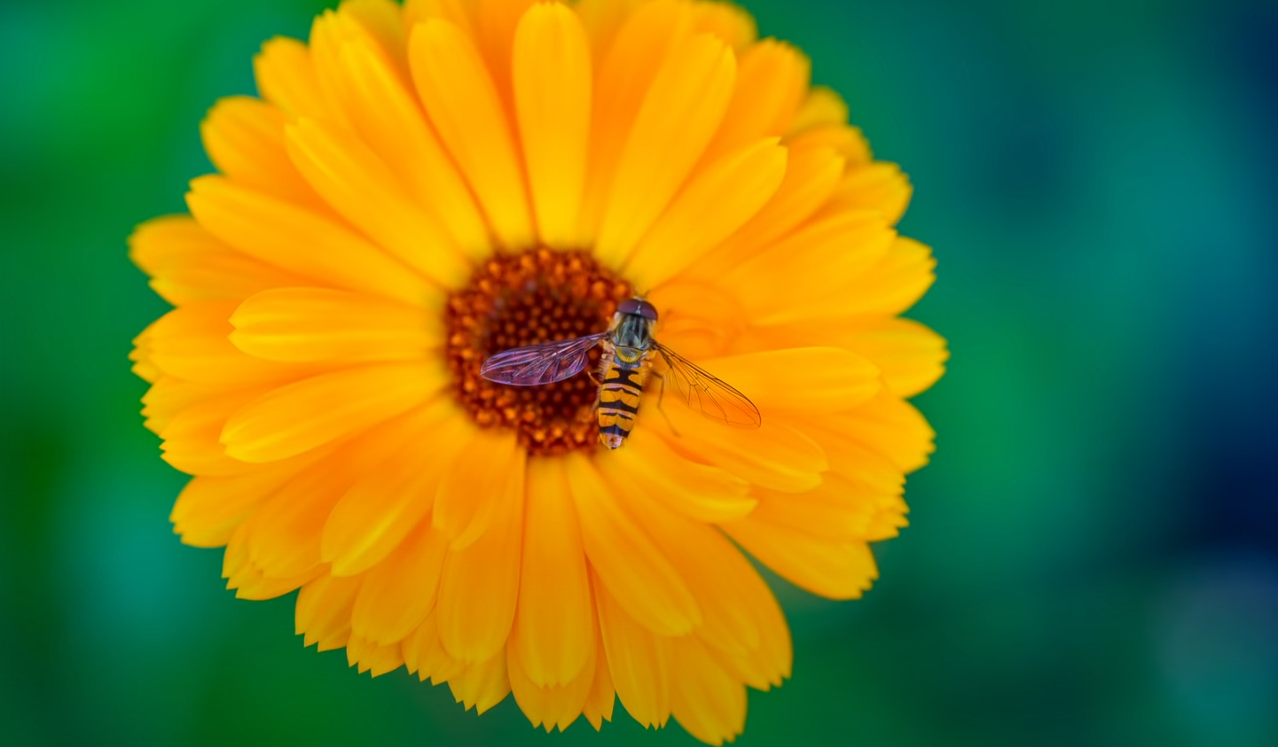 Flower Photoshoot Ideas - FotoProfy