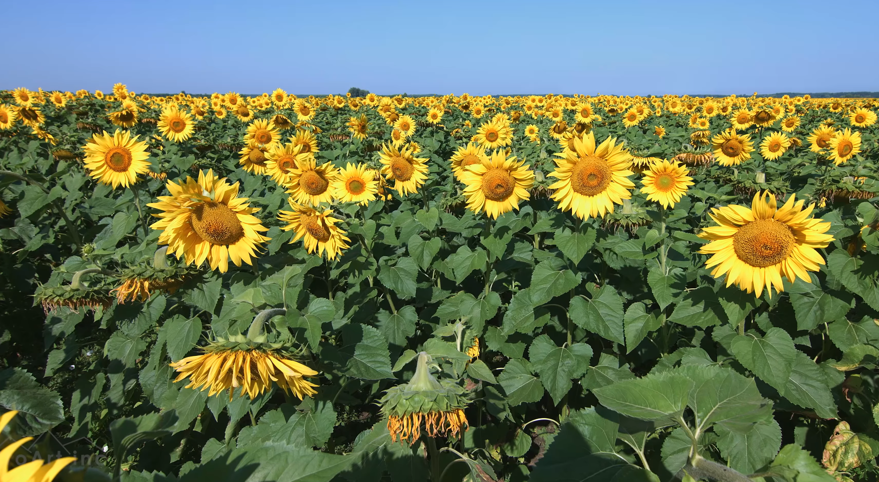 Sunflower Field Photoshoot Ideas - FotoProfy
