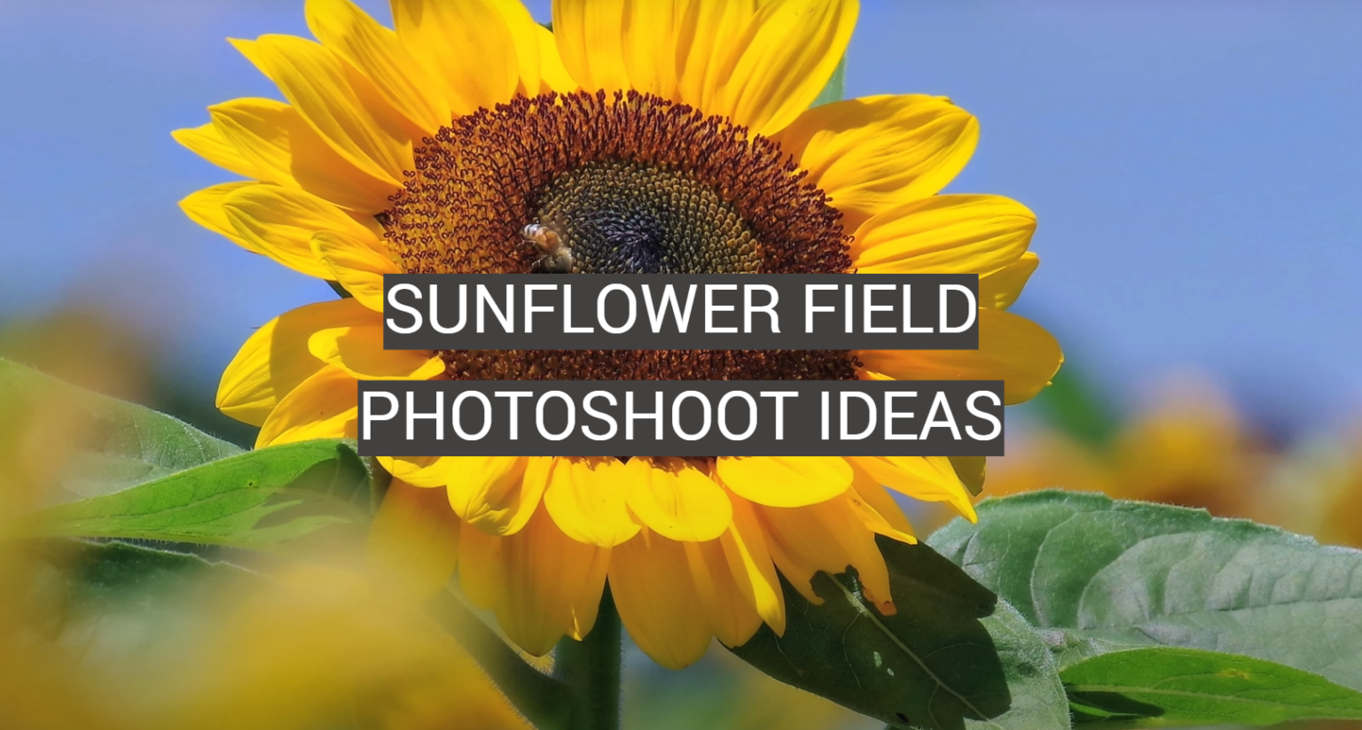 Sunflower Field Photoshoot Ideas - FotoProfy