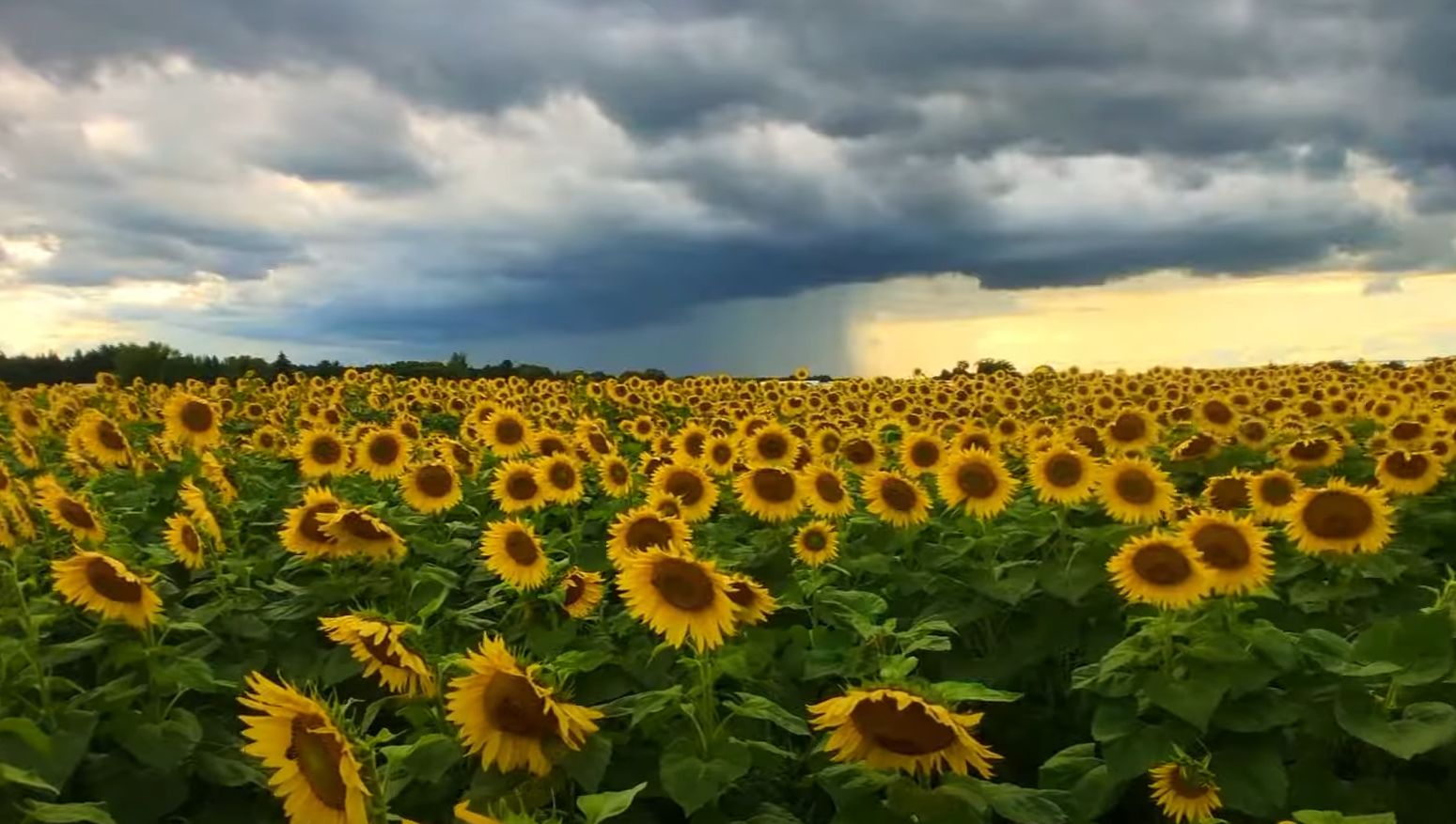 Sunflower Field Photoshoot Ideas - FotoProfy
