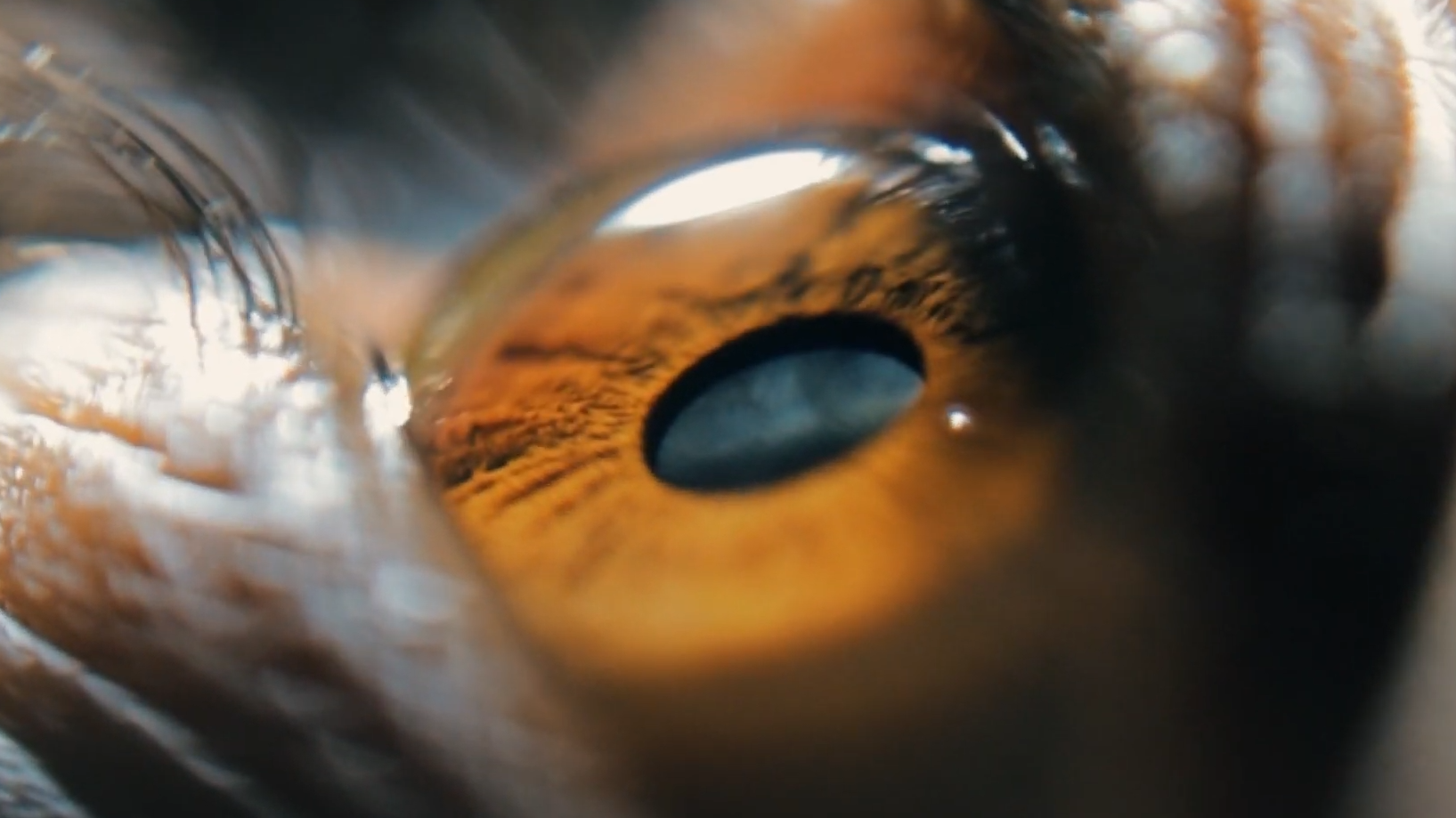 How to Take Close-Up Eye Pictures With iPhone? - FotoProfy