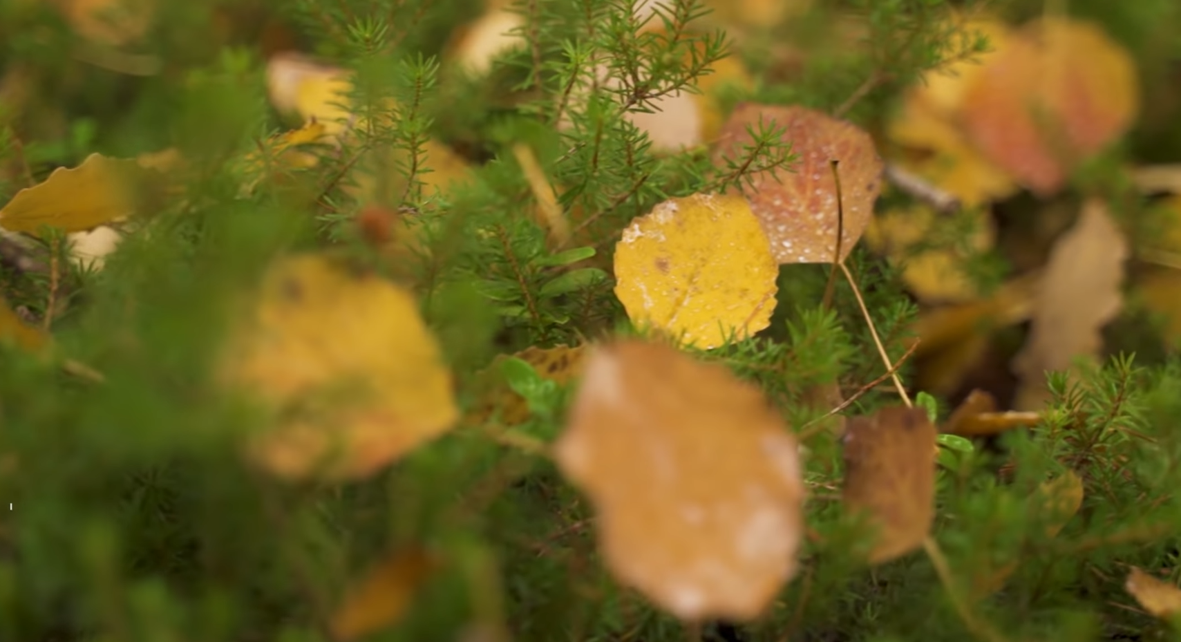 How to Take Close-Up Pictures With iPhone? - FotoProfy