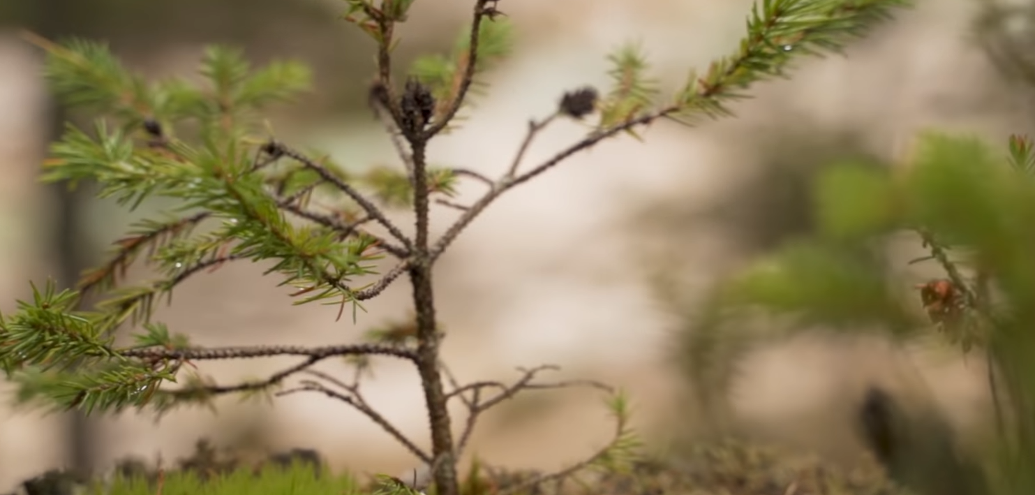 How to Take Close-Up Pictures With iPhone? - FotoProfy