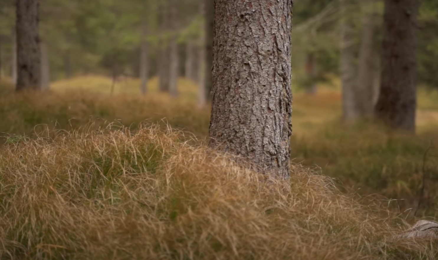 How to Take Close-Up Pictures With iPhone? - FotoProfy