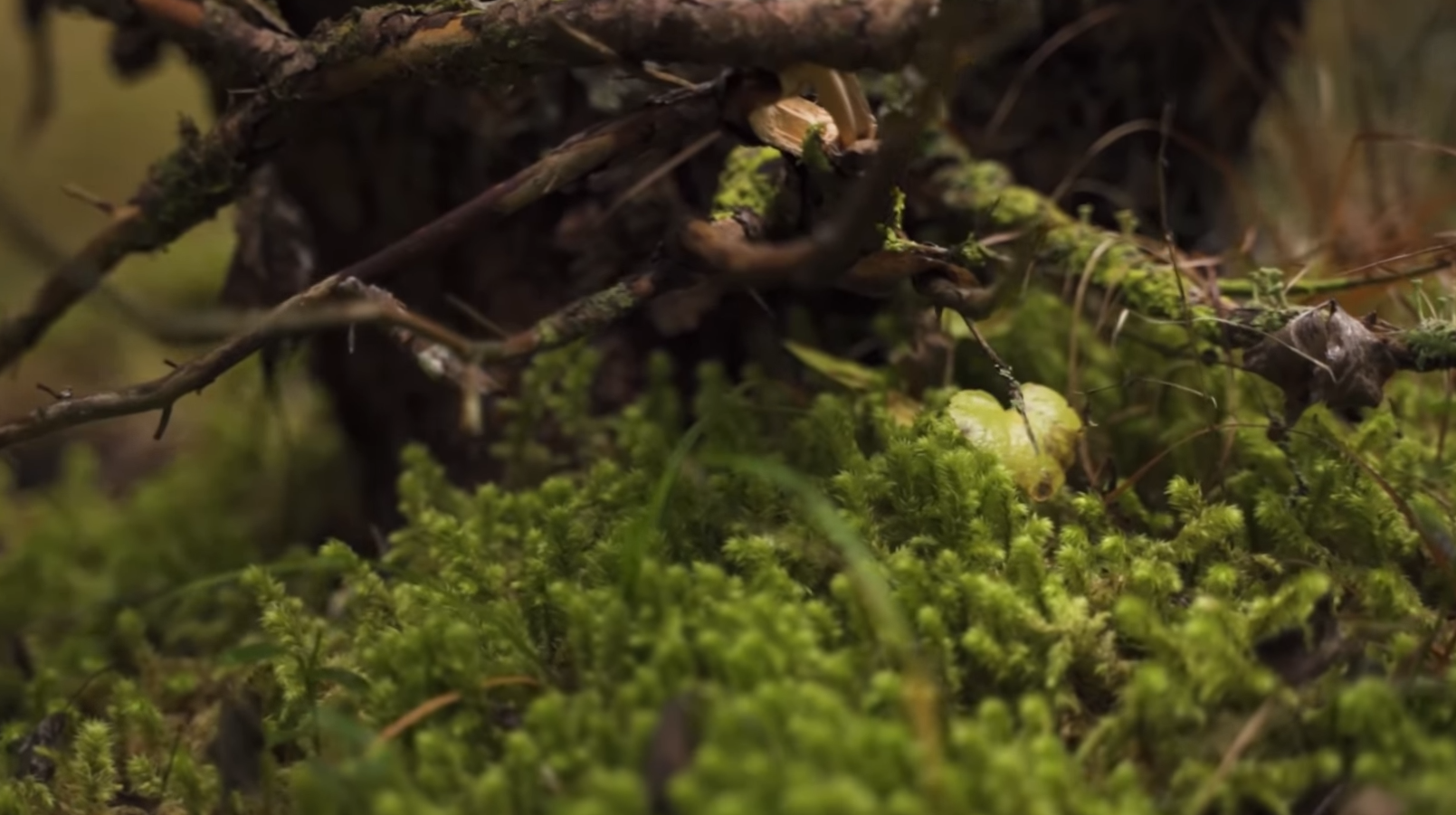 How to Take Close-Up Pictures With iPhone? - FotoProfy